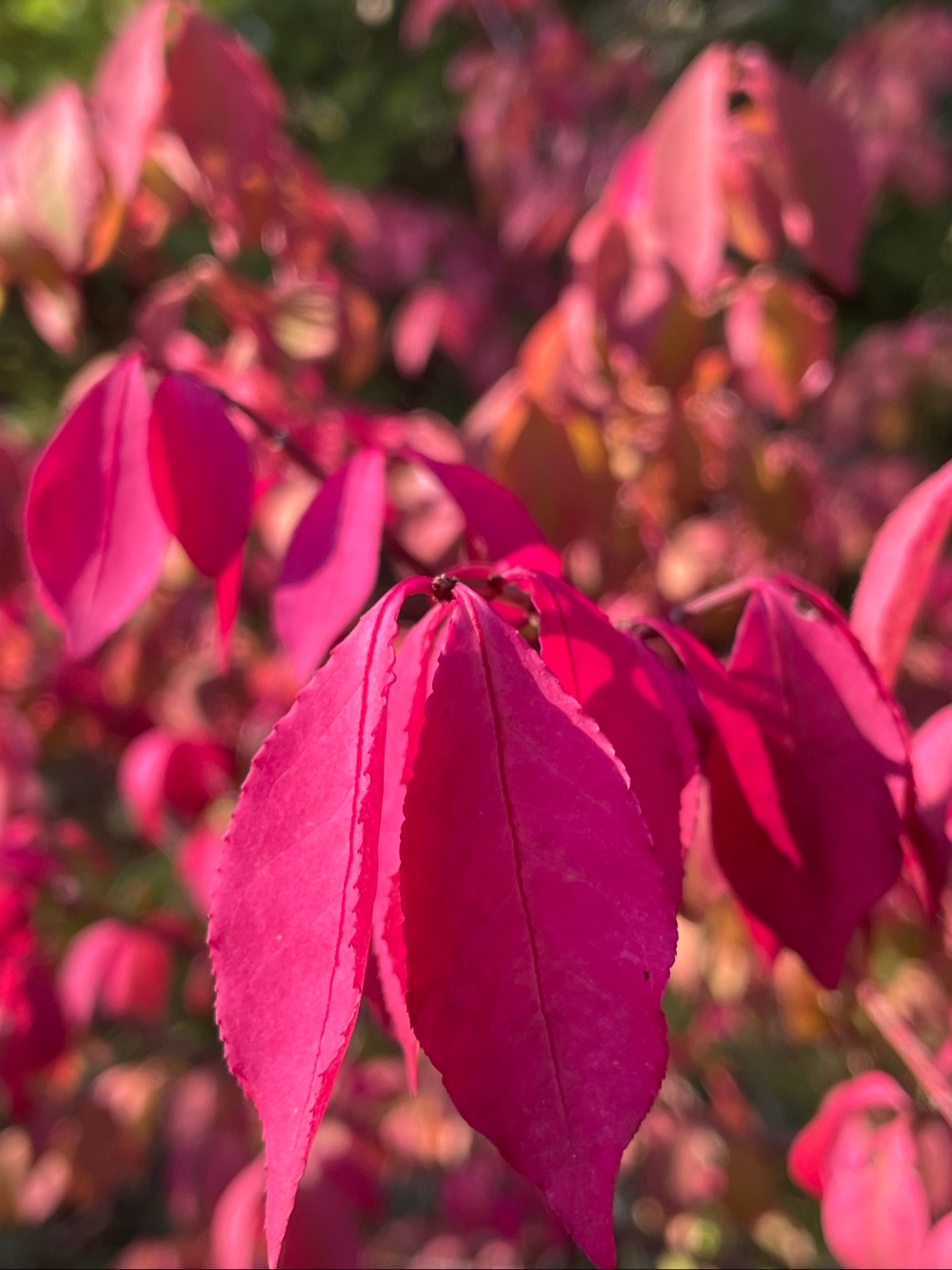 Vingad benved lyser upp höstträdgården - Stiliga Hem